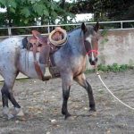 luna-rope | Listen To Your Horse