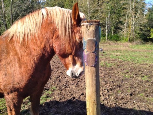Affordable DIY Equine Scratching Post Solutions - Listen To Your Horse