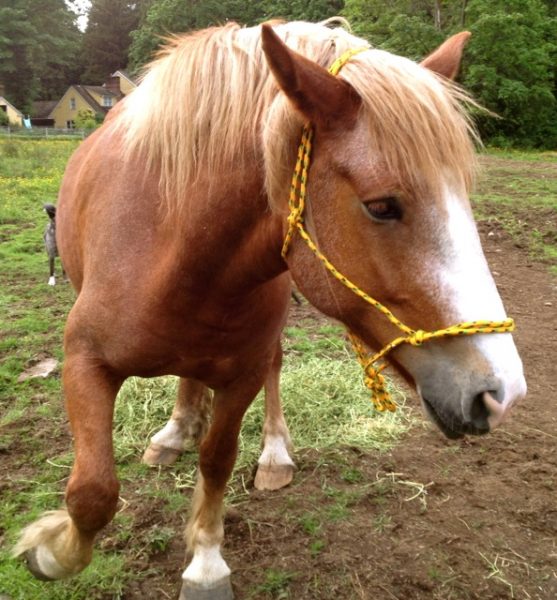How To Make a Draft-Size Rope Halter & Neck Loop - Listen To Your Horse