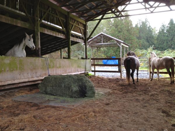 Adventures in Culvert Drainage for my Horse Paddock | Listen To Your Horse