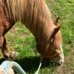 loose-halter-rope | Listen To Your Horse