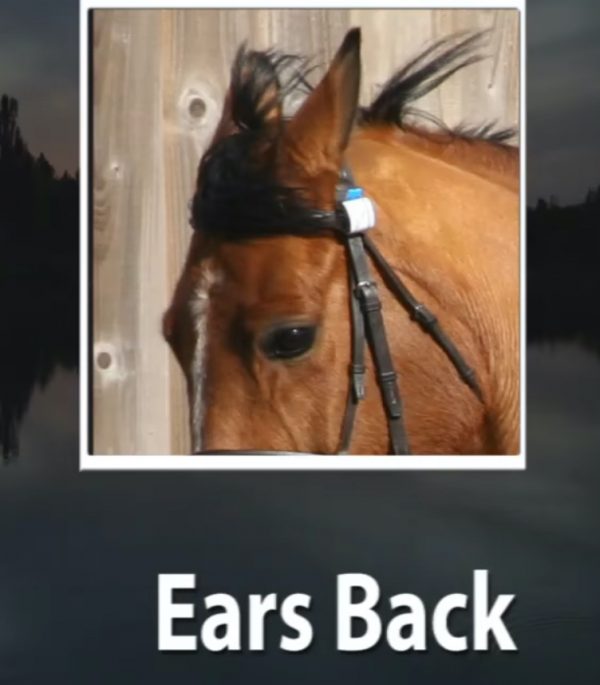 Horse Body Language - What does Pain look like? - Listen To Your Horse