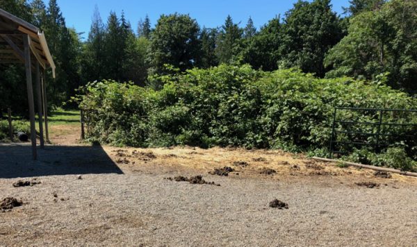 Stud Piles – Teaching Horses WHERE You Want Them to Poo | Listen To ...