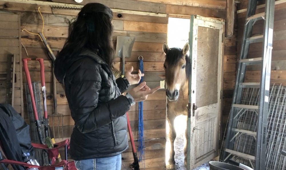 The Most Peaceful Way to Stop an Impatient, Frustrated Horse - Listen ...