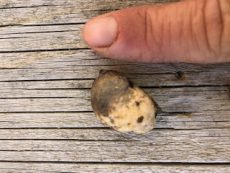 Super Easy Sheath Cleaning for Geldings - BUT Should You? | Listen To ...