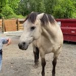 cobra-angry | Listen To Your Horse