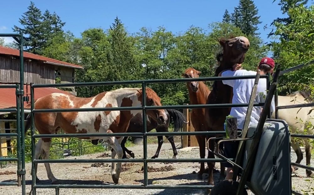 Safety Rules for Horses… and Wild Horses - Listen To Your Horse