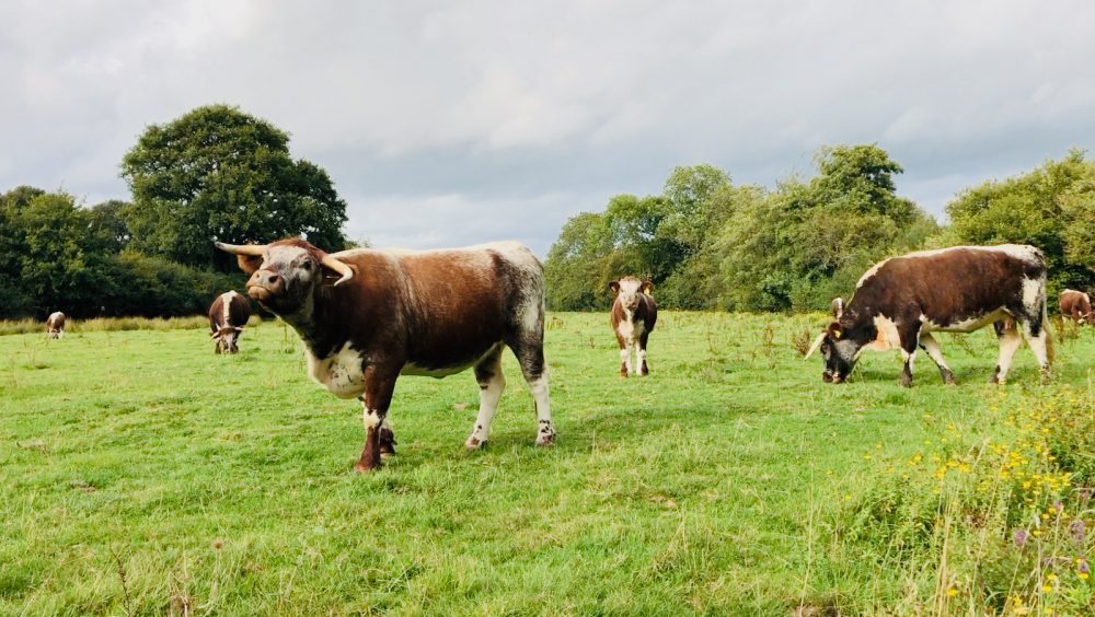 Visit to Knepp Estate - Wild Conversations - Listen To Your Horse