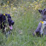 kimba-tiah-field | Listen To Your Horse