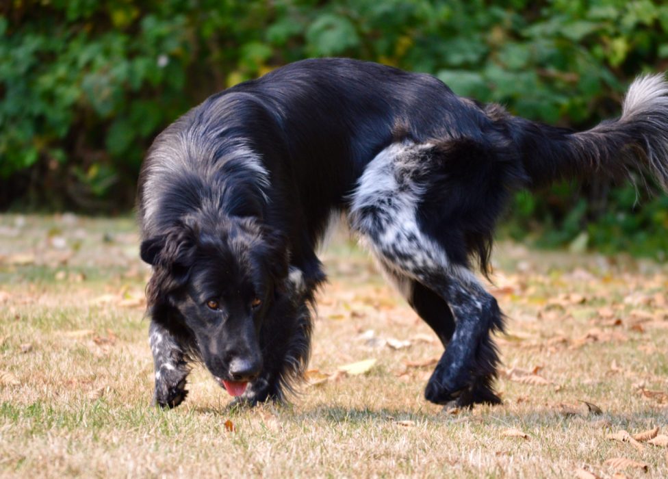 Aligning with Dog Wisdom - No More Food Anxiety - Listen To Your Horse