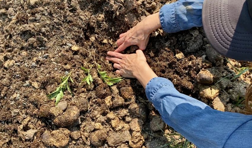 Absolutely Easiest Way to use Horse Manure to Create a Worm Farm ...
