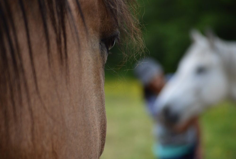 Equine-Assisted Learning/Therapy Done Right - Listen To Your Horse