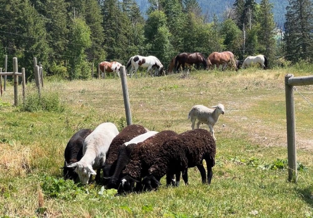 Lambs & the Law of Attraction - Listen To Your Horse