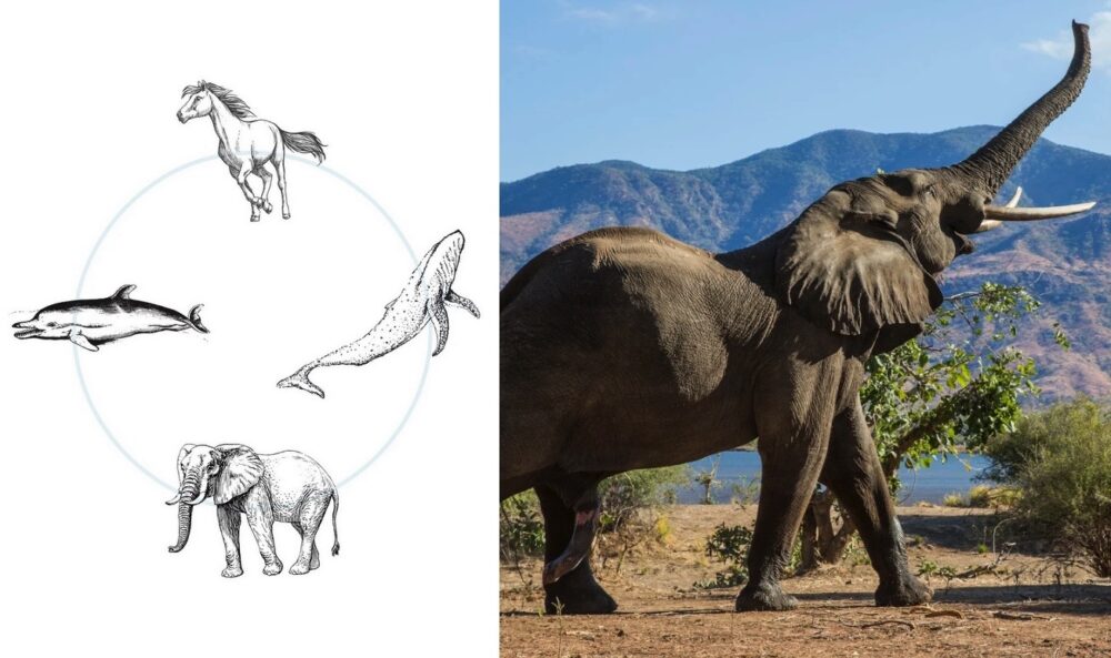 Horse-Elephant-Dolphin-Whale ~ The Quest Continues - Listen To Your Horse