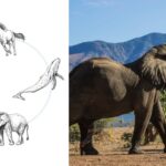 elephant-circle | Listen To Your Horse